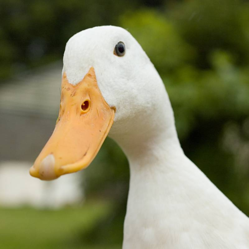 The Gentle Journey QOL Tool | Gentle Journey Veterinary